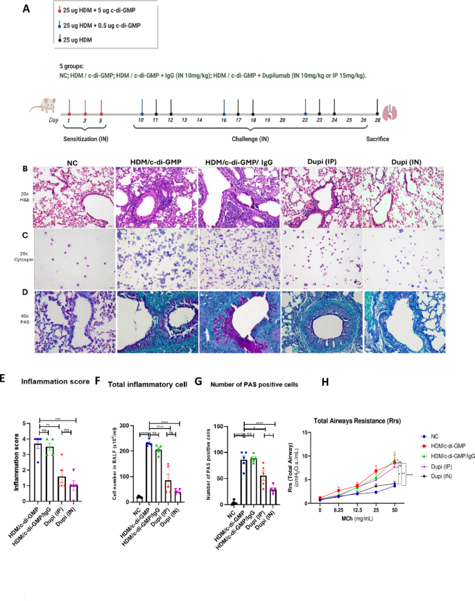 Intranasal dupilumab improves responsiveness to steroid in an asthma ...