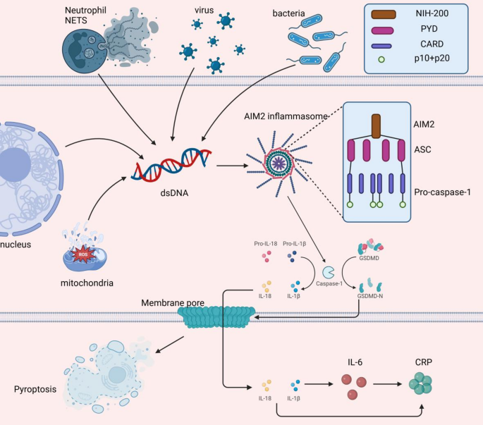 The role of absent in melanoma 2 (AIM2) in cardiovascular diseases ...