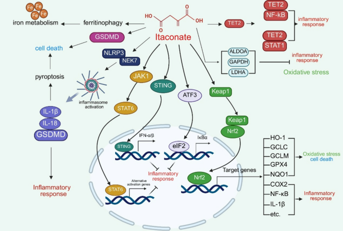 Reprogramming immunity with itaconate: metabolic mechanisms and ...
