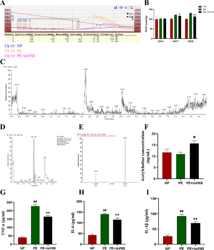 taVNS alleviates preeclampsia-induced vascular endothelial dysfunction ...