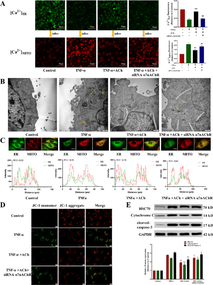 taVNS alleviates preeclampsia-induced vascular endothelial dysfunction ...