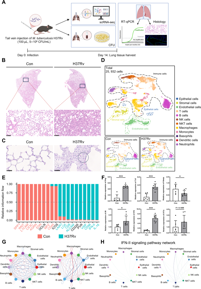 Lung epithelial injury impairs early host immune responses to Mycobacterium tuberculosis ...