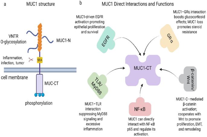 MUC1 in the upper–lower airway inflammatory continuum: an endotype ...