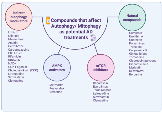 The connection between autophagy and Alzheimer’s disease | Inflammation ...