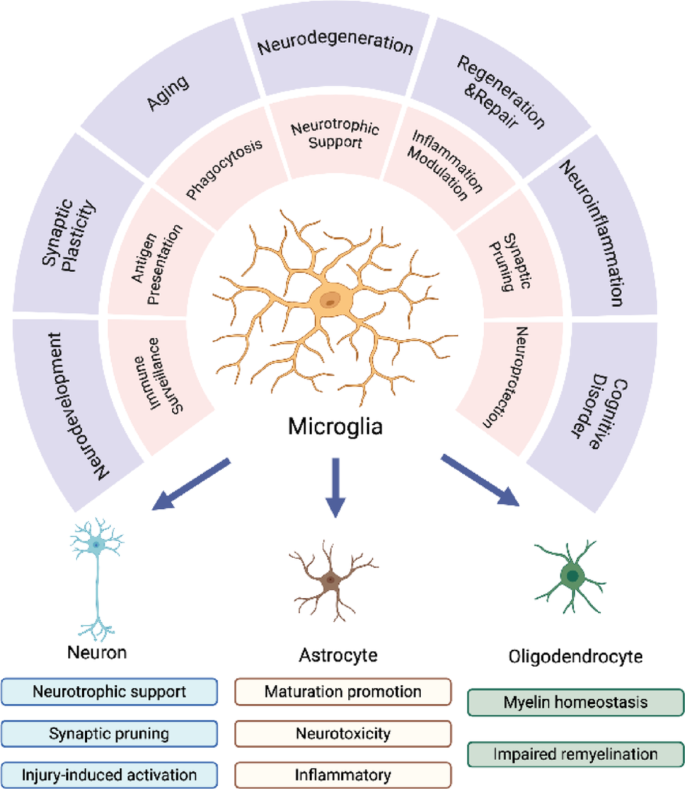 Post-translational modifications regulating microglial inflammation in ...
