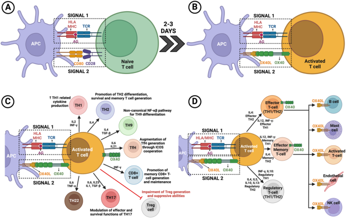 The OX40-OX40L Co-stimulatory pathway in dermatology: emerging ...