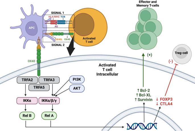 The OX40-OX40L Co-stimulatory pathway in dermatology: emerging ...