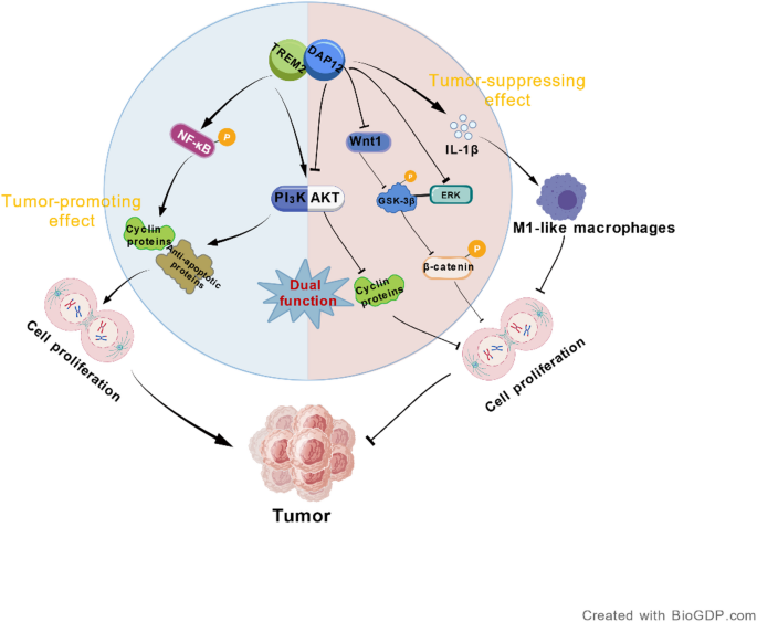 TREM2-driven peripheral macrophage regulation in inflammatory diseases ...
