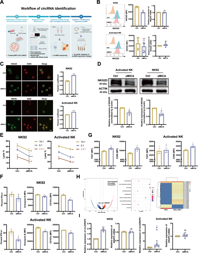 CircARAP2 controls sMICA-induced NK cell desensitization by erasing ...