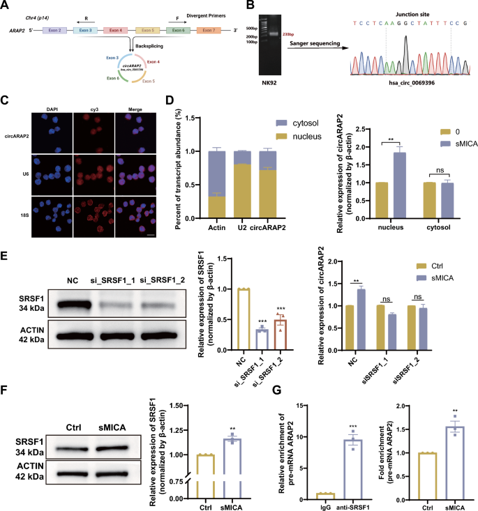 CircARAP2 controls sMICA-induced NK cell desensitization by erasing ...