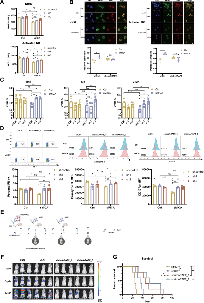 CircARAP2 controls sMICA-induced NK cell desensitization by erasing ...