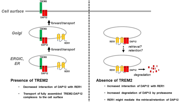 DAP12 interacts with RER1 and is retained in the secretory pathway ...