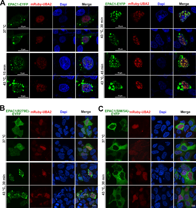 Protein SUMOylation promotes cAMP-independent EPAC1 activation ...