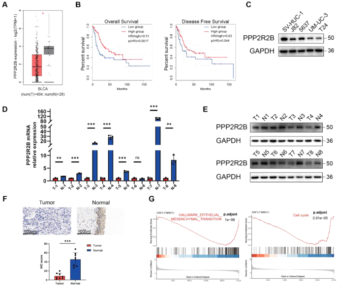Nuclear translocation of ISG15 regulated by PPP2R2B inhibits cisplatin ...