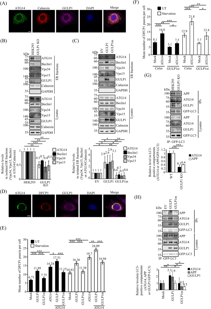 The cellular adaptor GULP1 interacts with ATG14 to potentiate autophagy ...