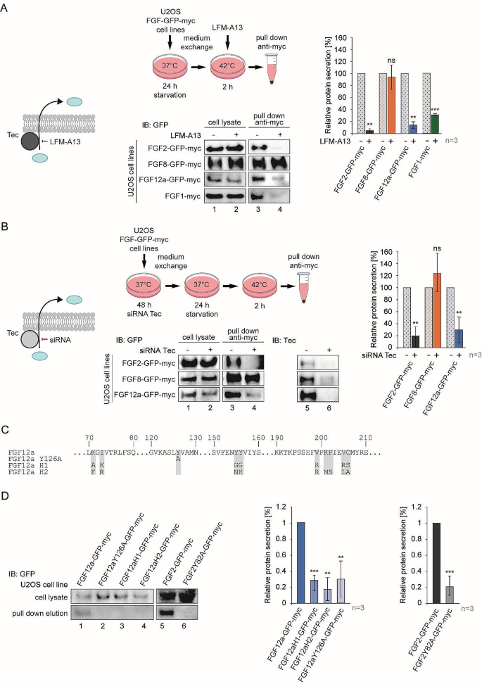 Uncovering key steps in FGF12 cellular release reveals a common ...