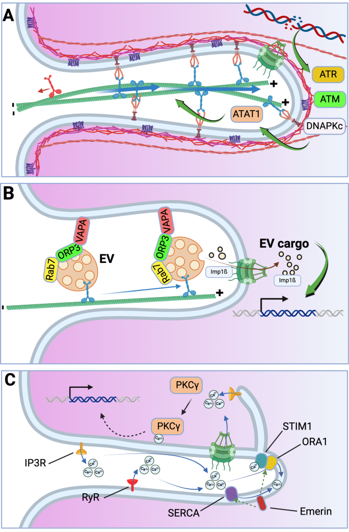 Mechanisms for assembly of the nucleoplasmic reticulum | Cellular and ...