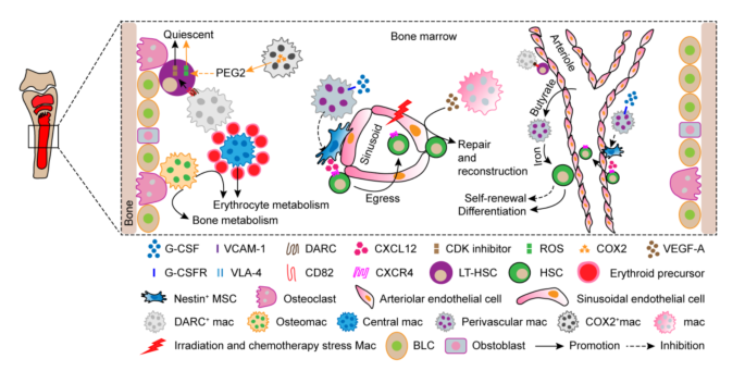The role of immune cells settled in the bone marrow on adult ...