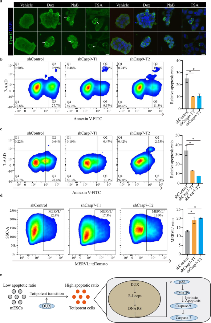 The pluripotent-to-totipotent state transition in mESCs activates the ...