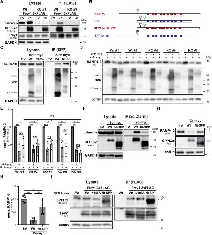 Selective regulation of aspartyl intramembrane protease activity by ...