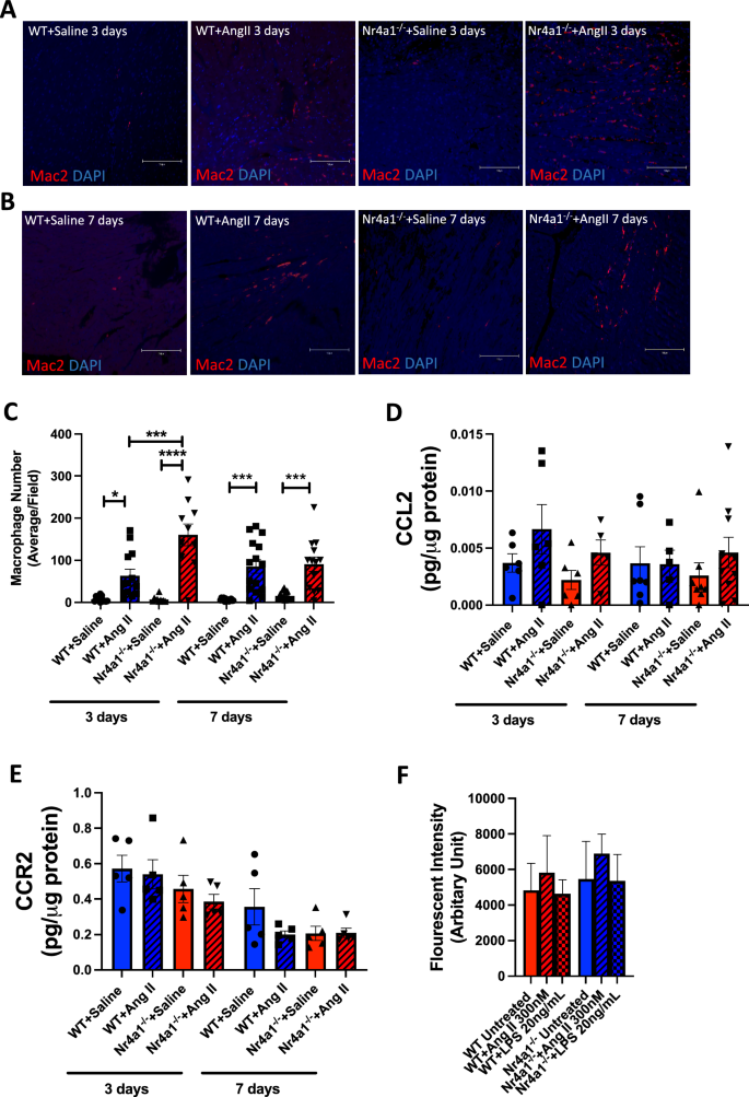 The orphan nuclear receptor Nr4a1 contributes to interstitial cardiac ...