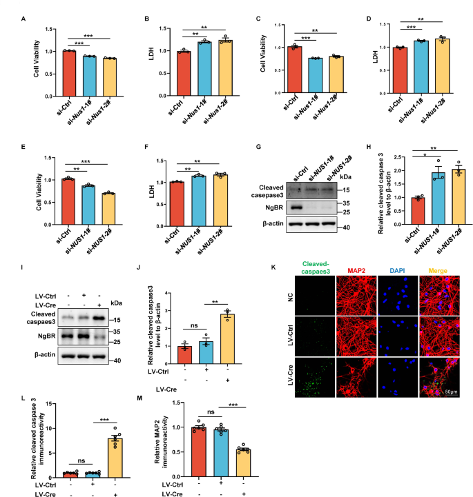 Loss of NgBR causes neuronal damage through decreasing KAT7-mediated ...