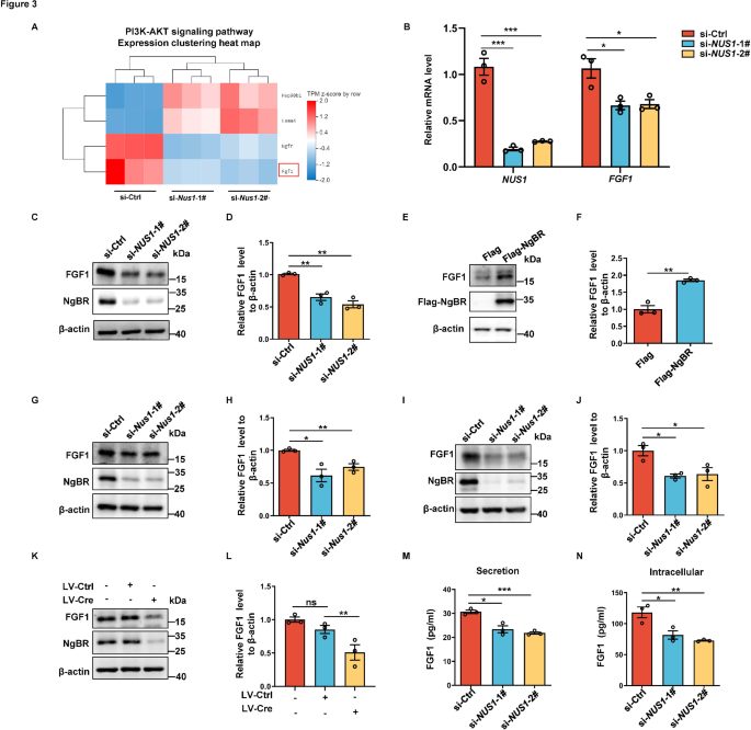 Loss of NgBR causes neuronal damage through decreasing KAT7-mediated ...