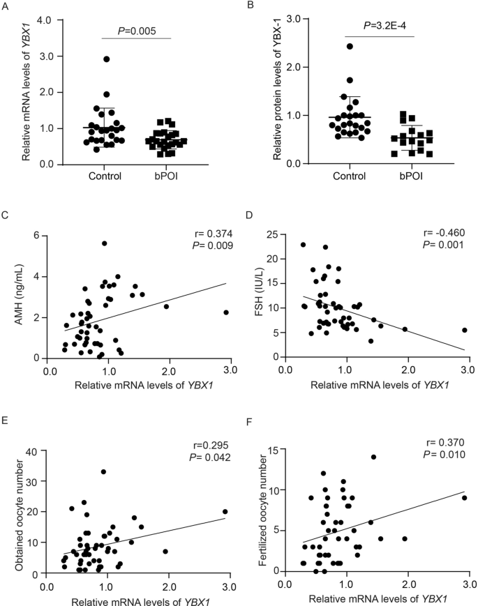 Aberrant downregulation of Y-box binding protein 1 expression impairs the cell cycle in an m5C ...
