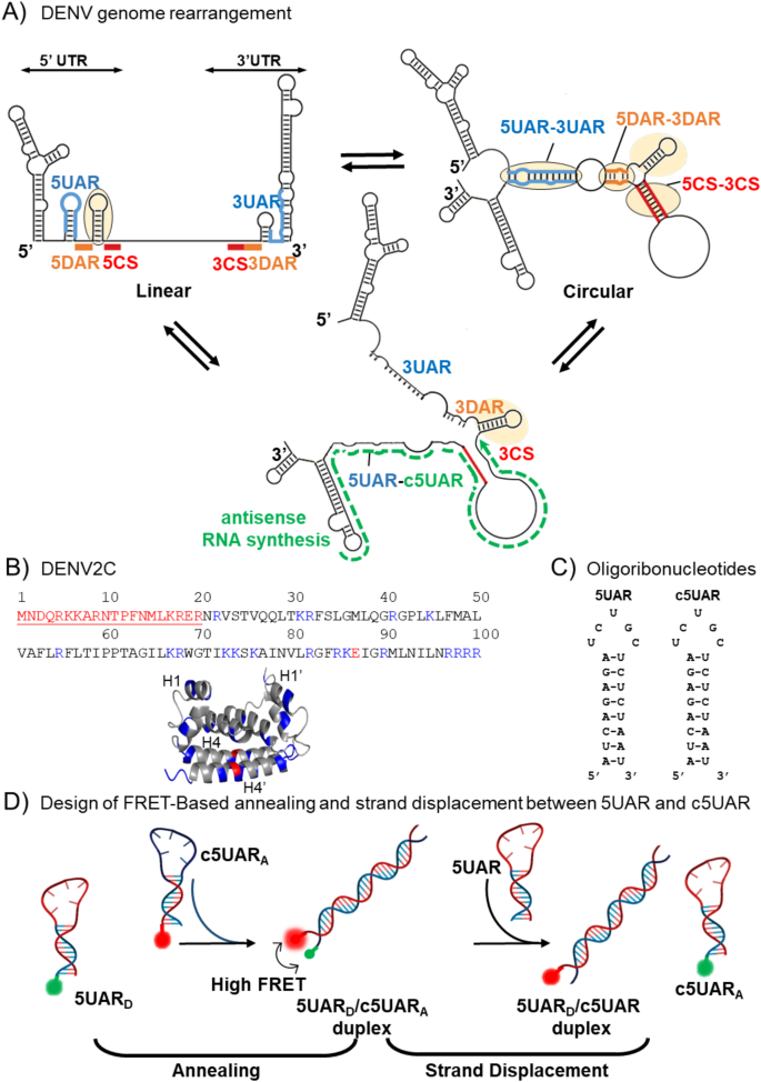 Structural flexibility in the ordered domain of the dengue virus strain ...