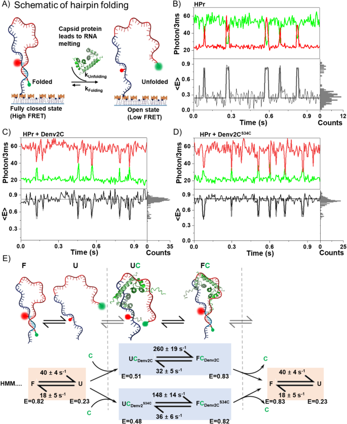 Structural flexibility in the ordered domain of the dengue virus strain ...