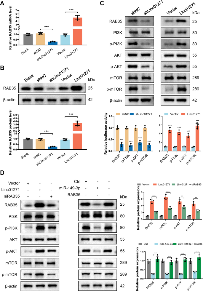 Linc01271 promotes lipid synthesis and MASLD/MASH progression via miR ...