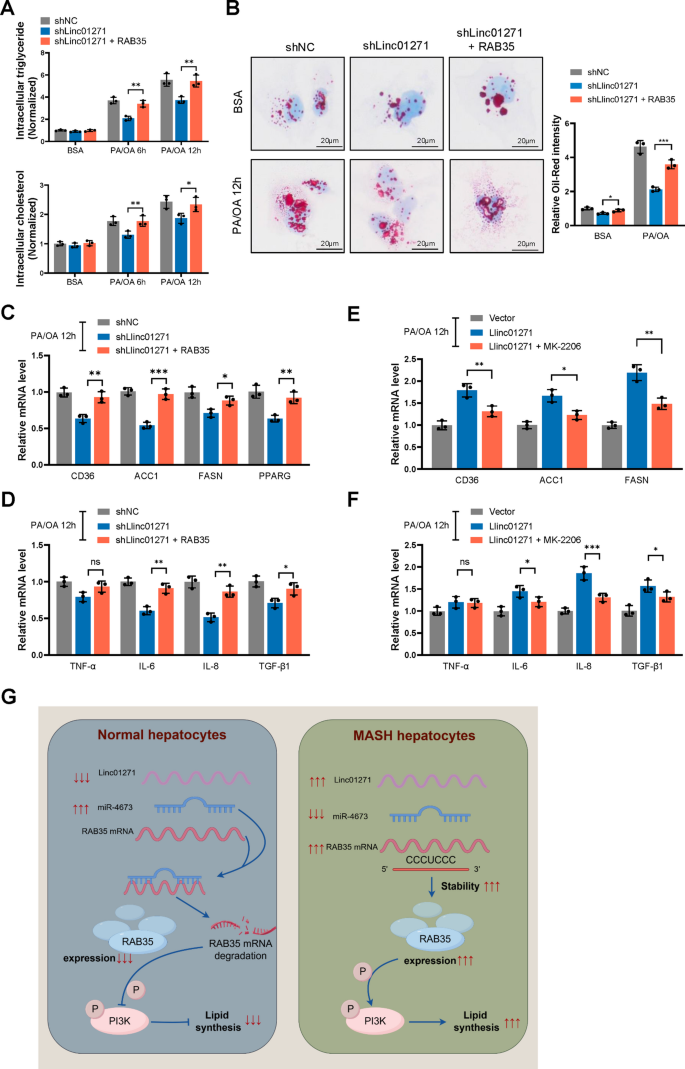 Linc01271 promotes lipid synthesis and MASLD/MASH progression via miR ...