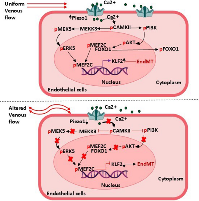 Altered venous flow drives endothelial to mesenchymal transition in ...