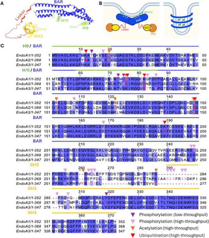 Bending the boundaries: the many facets of endophilin-As from membrane ...