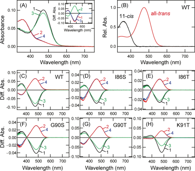 A key spectral tuning site of UV-sensitive vertebrate non-visual opsin ...