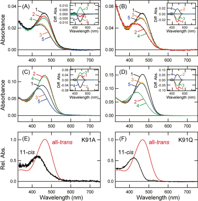 A key spectral tuning site of UV-sensitive vertebrate non-visual opsin ...