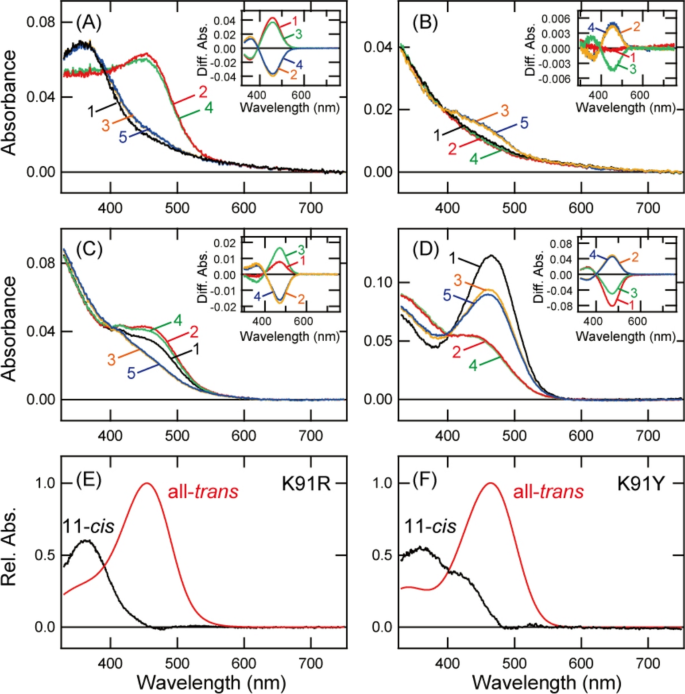 A key spectral tuning site of UV-sensitive vertebrate non-visual opsin ...
