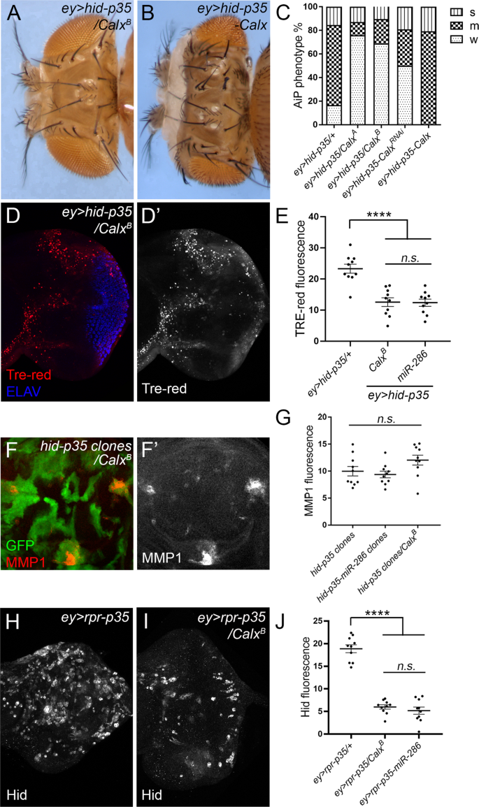 Distinct roles of clustered MicroRNAs miR-286 and miR-6 in JNK ...