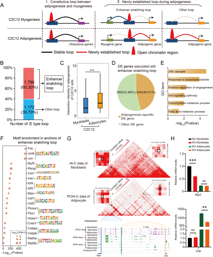 Myogenic enhancer snatching promotes adipogenic differentiation during ...