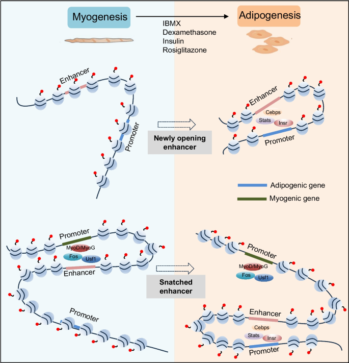 Myogenic enhancer snatching promotes adipogenic differentiation during ...