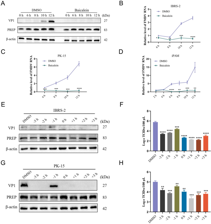 Prolyl endopeptidase is a multifunctional host factor required for FMDV ...