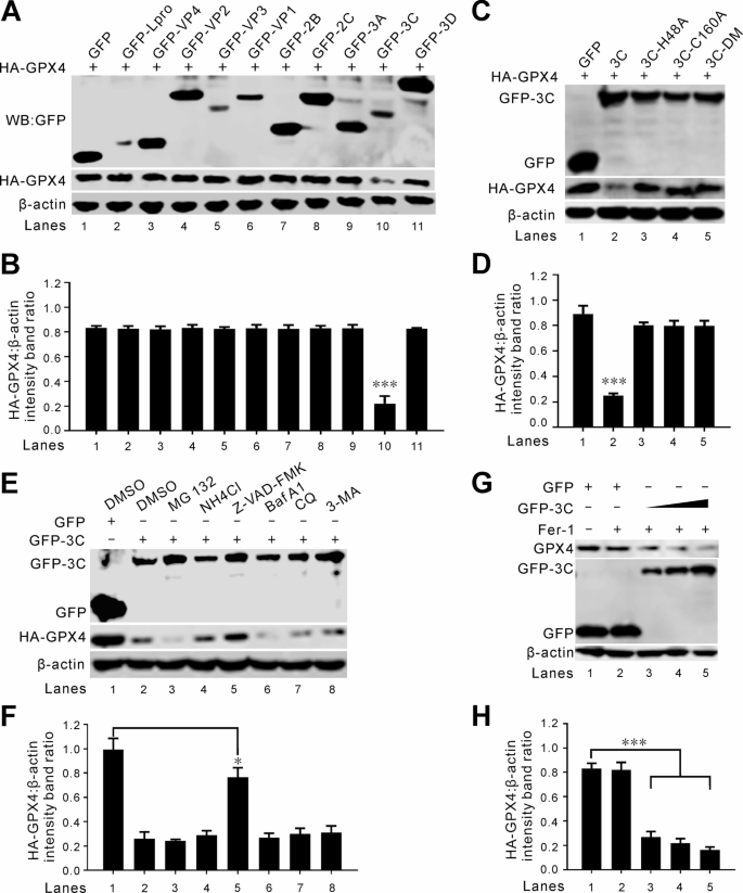 Synergetic contributions of Seneca Valley virus 3 C and 3D proteins to ...