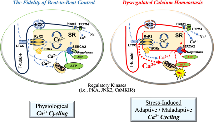 Stress-Induced calcium mishandling in cardiac (Patho)physiology ...