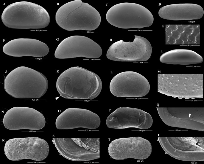 Dormant and active ostracod communities in six rice fields of Yunnan ...