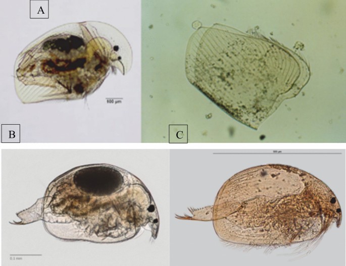 Comparative analysis of contemporary and subfossil Cladocera ...
