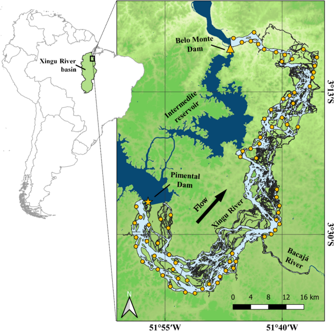 Feeding ecology of a detritivorous fish in controlled flood pulse area ...