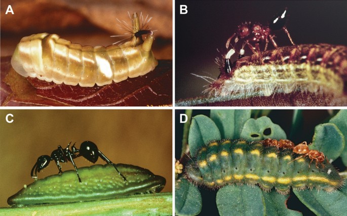 Eversible tentacle organs in caterpillar–ant communication: do they ...