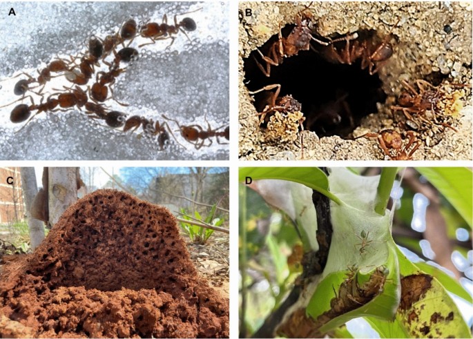 Architecture of the insect society: comparative analysis of collective ...