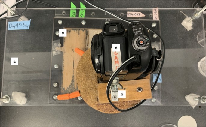 Polyethism during the intermolt in Coptotermes gestroi (Wasmann ...