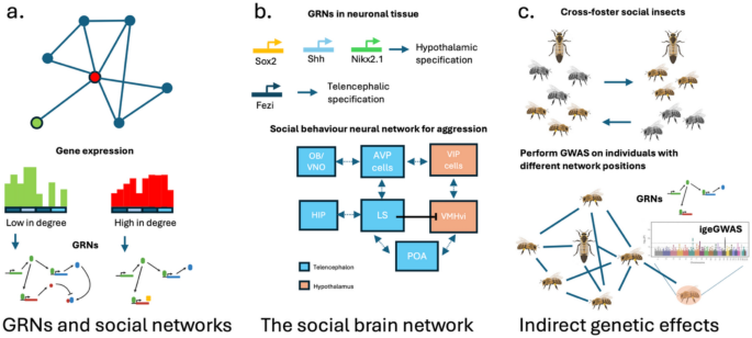 From gene regulatory networks to social networks: integrative ...